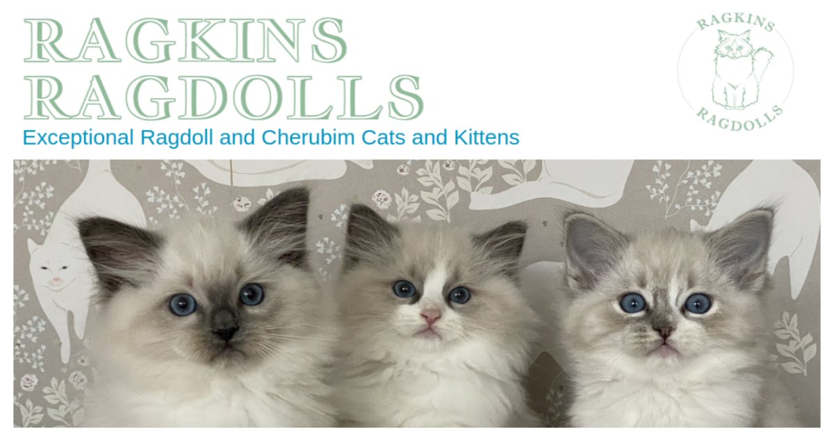 RAGKINS RAGDOLLS